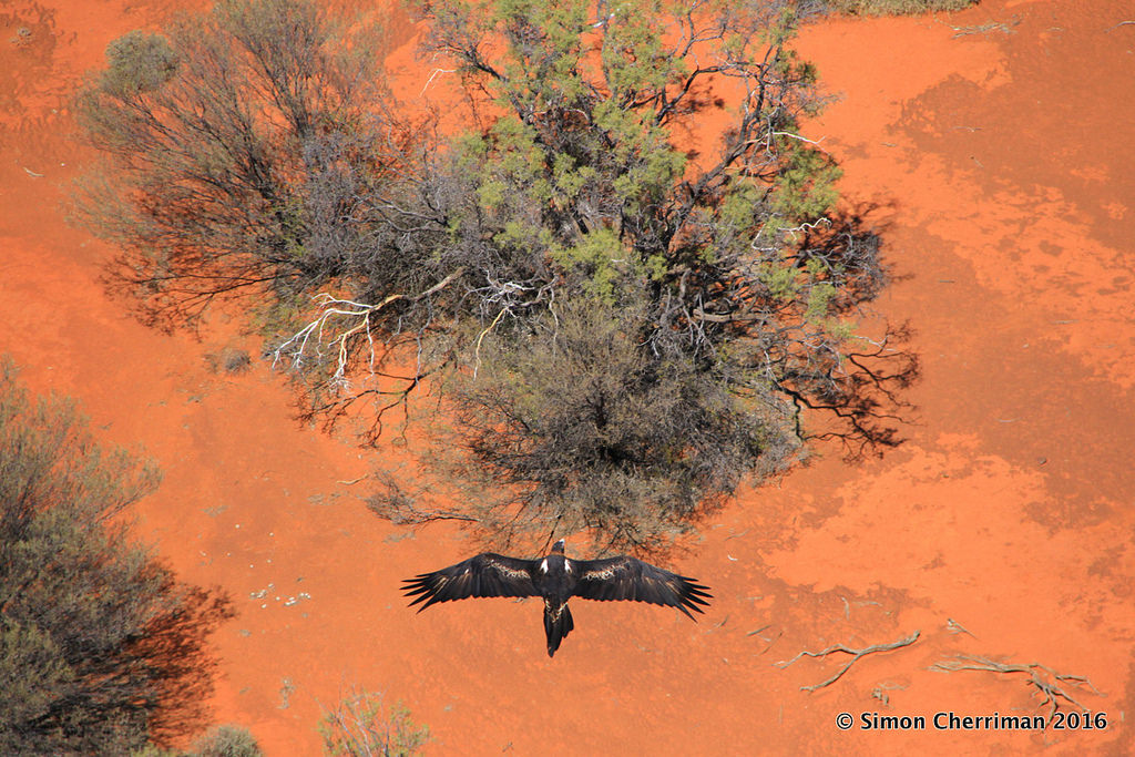 BirdLife Australia Raptor Group – Promoting the study, conservation and ...